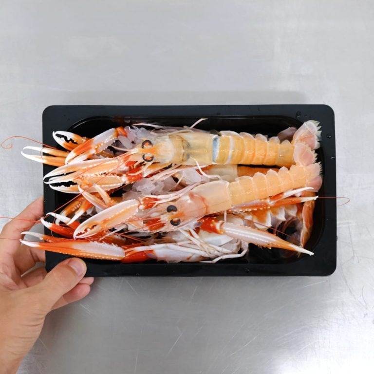 Comprar Calamar Fresco de Potera al Mejor Precio