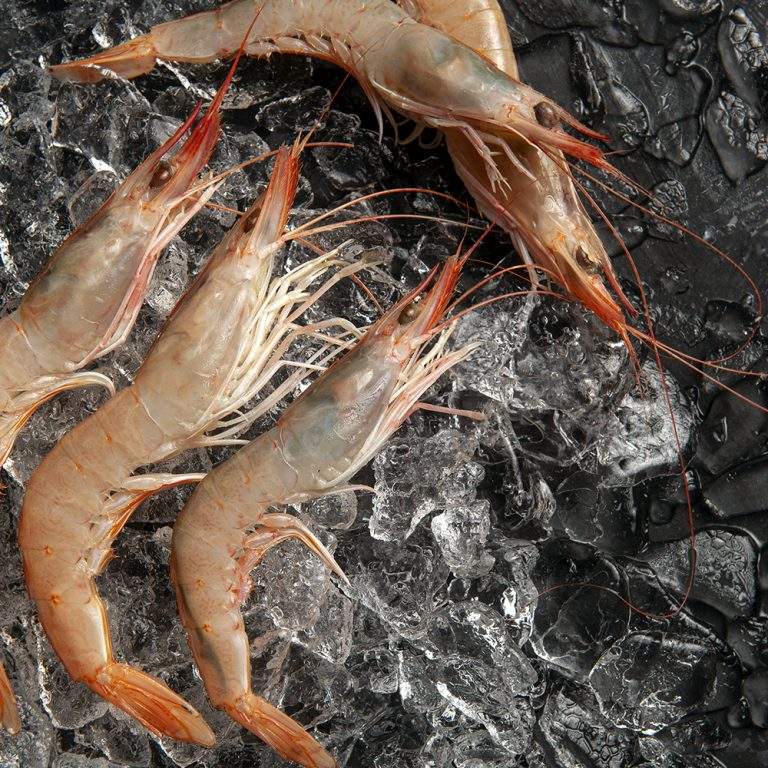 Comprar Gamba Blanca al Mejor Precio | Esenciadelmar