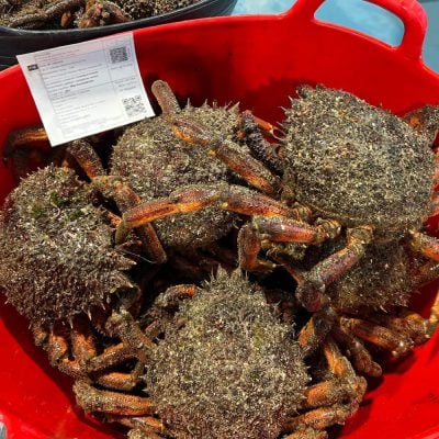 Comprar Centolla Gallega al Mejor Precio | Esencia del Mar