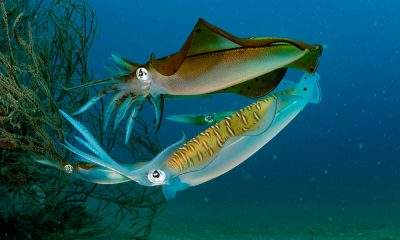 Diferencias entre la sepia y el calamar | Alimentación | Esenciadelmar