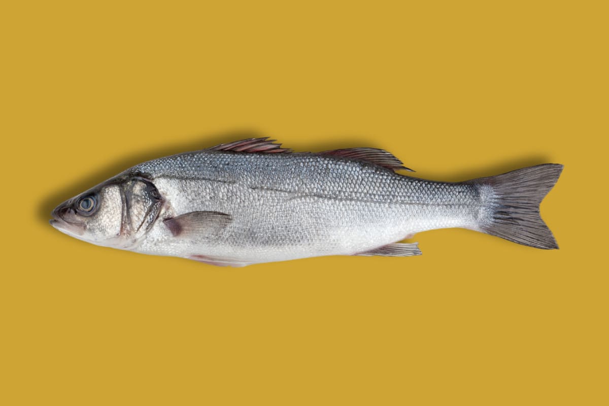 Lubina, ¿Es un Pescado Blanco o azul? | Esencia del Mar