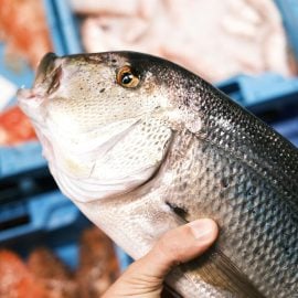 Lista de Pescados Azules o Grasos | Esencia del Mar