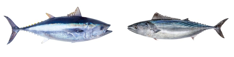 5 diferencias entre el Atún y el Bonito | Esencia del Mar