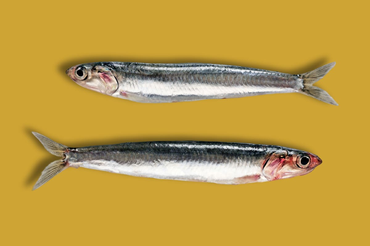 Anchoa y Boquerón, ¿en qué se diferencian? | Esenciadelmar