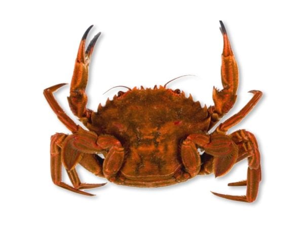 Diferencia entre Nécora Macho y Hembra | Esencia del Mar