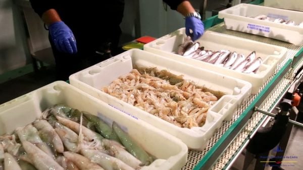 5 Lonjas de Pescado y Marisco más Importantes de España