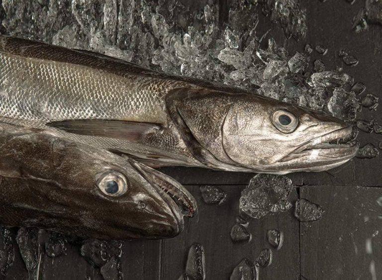 Merluza de Pincho: Diferencia con Volanta, Palangre y Arrastre