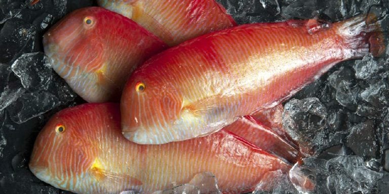 Nombres de Pescado Rojo, Rojizo o Rosado | Esenciadelmar