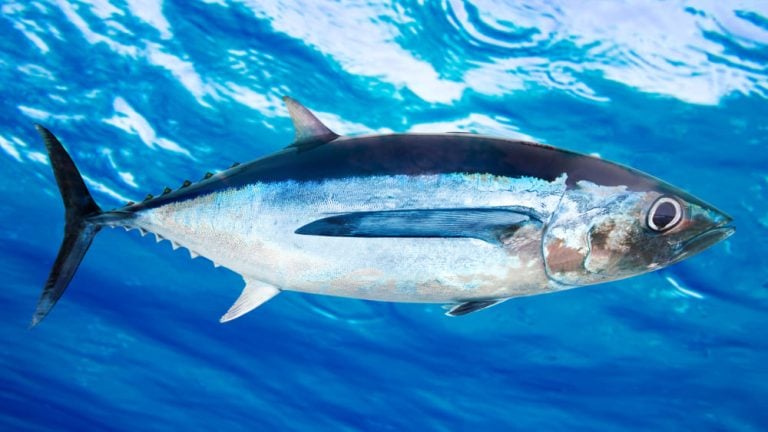 10 Peces más Rápidos del Mundo | Esencia del Mar