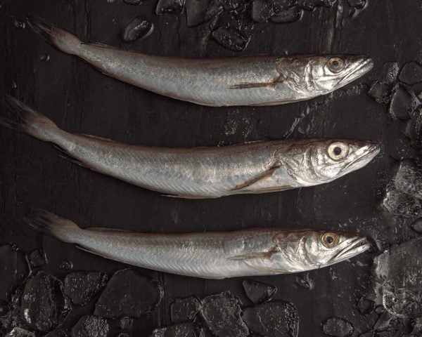 Diferencias entre Pijota, Merluza y Pescadilla | Esenciadelmar