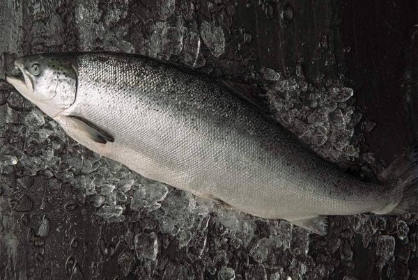 Salmón vs Trucha, ¿Qué pescado es mejor? | Esenciadelmar