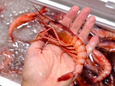 Tipos de Crustáceos en España y sus Características