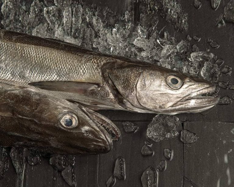 Diferencias entre Pijota, Merluza y Pescadilla | Esenciadelmar