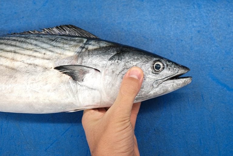 7 Pescados con más Omega-3 para incluir en tu Dieta