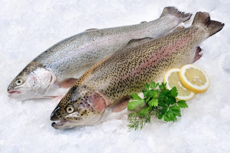 Salmón vs Trucha, ¿Qué pescado es mejor? | Esenciadelmar