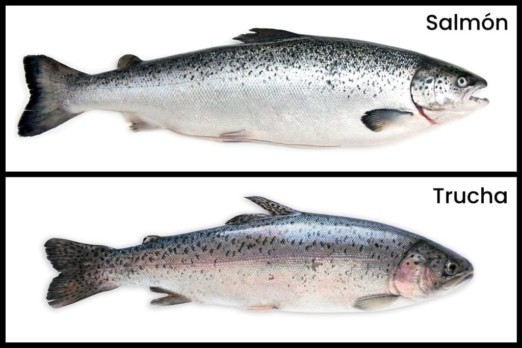 Salmón vs Trucha, ¿Qué pescado es mejor? | Esenciadelmar