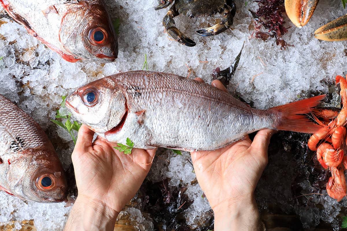 5 Pescados parecidos al Besugo en Textura y Sabor