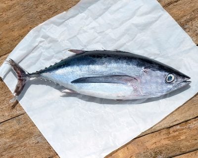 Temporada del Bonito en España | Esencia del Mar