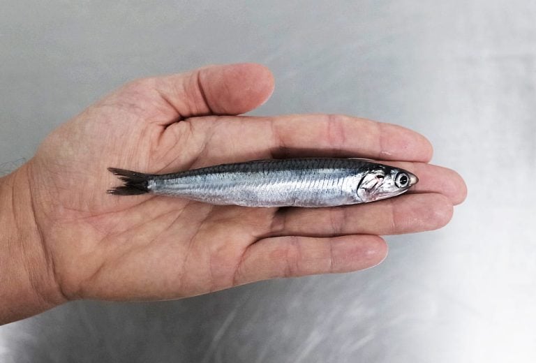 7 Pescados con más Omega-3 para incluir en tu Dieta