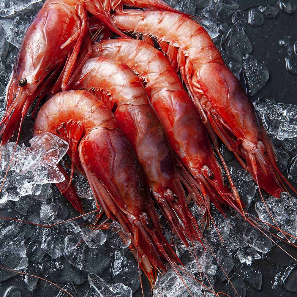 Comprar Gamba Roja Fresca al Mejor Precio | Esencia del Mar