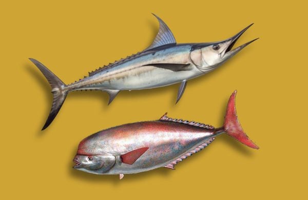 Anchoa y Boquerón, ¿en qué se diferencian? | Esenciadelmar